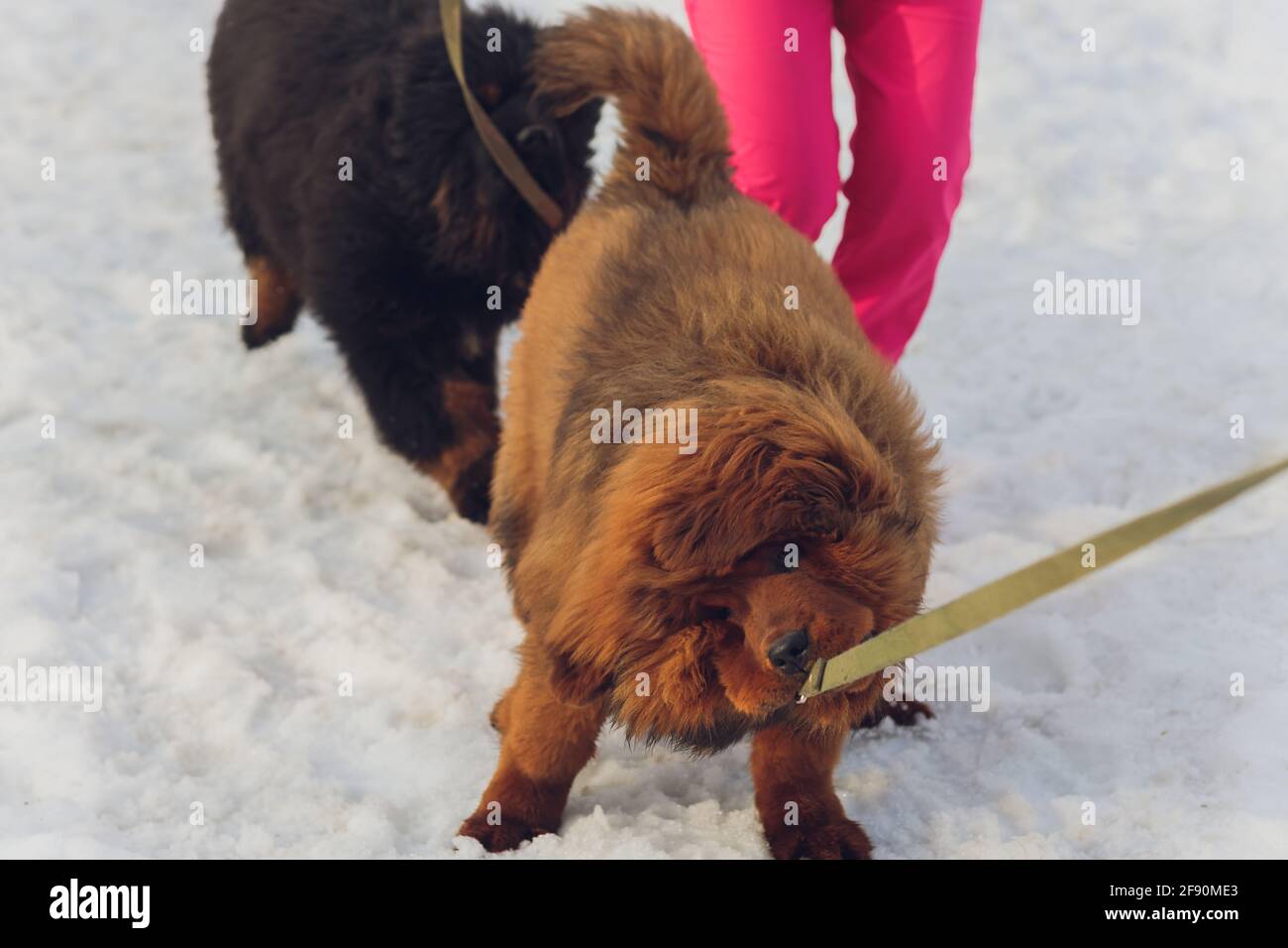 Woman hunter with a gun behind her back and Cane Corso dogs on a leash ...