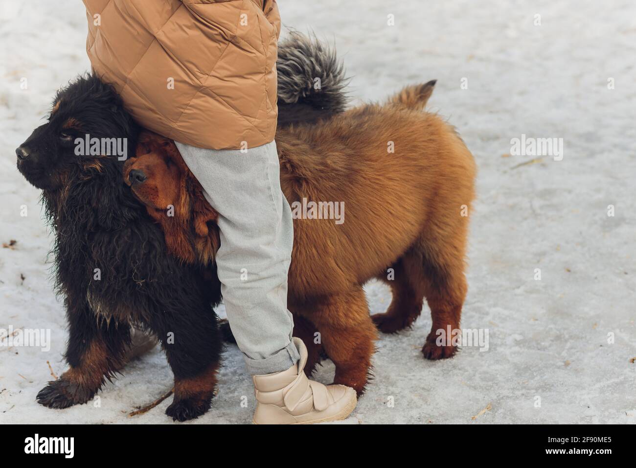 Woman hunter with a gun behind her back and Cane Corso dogs on a leash ...