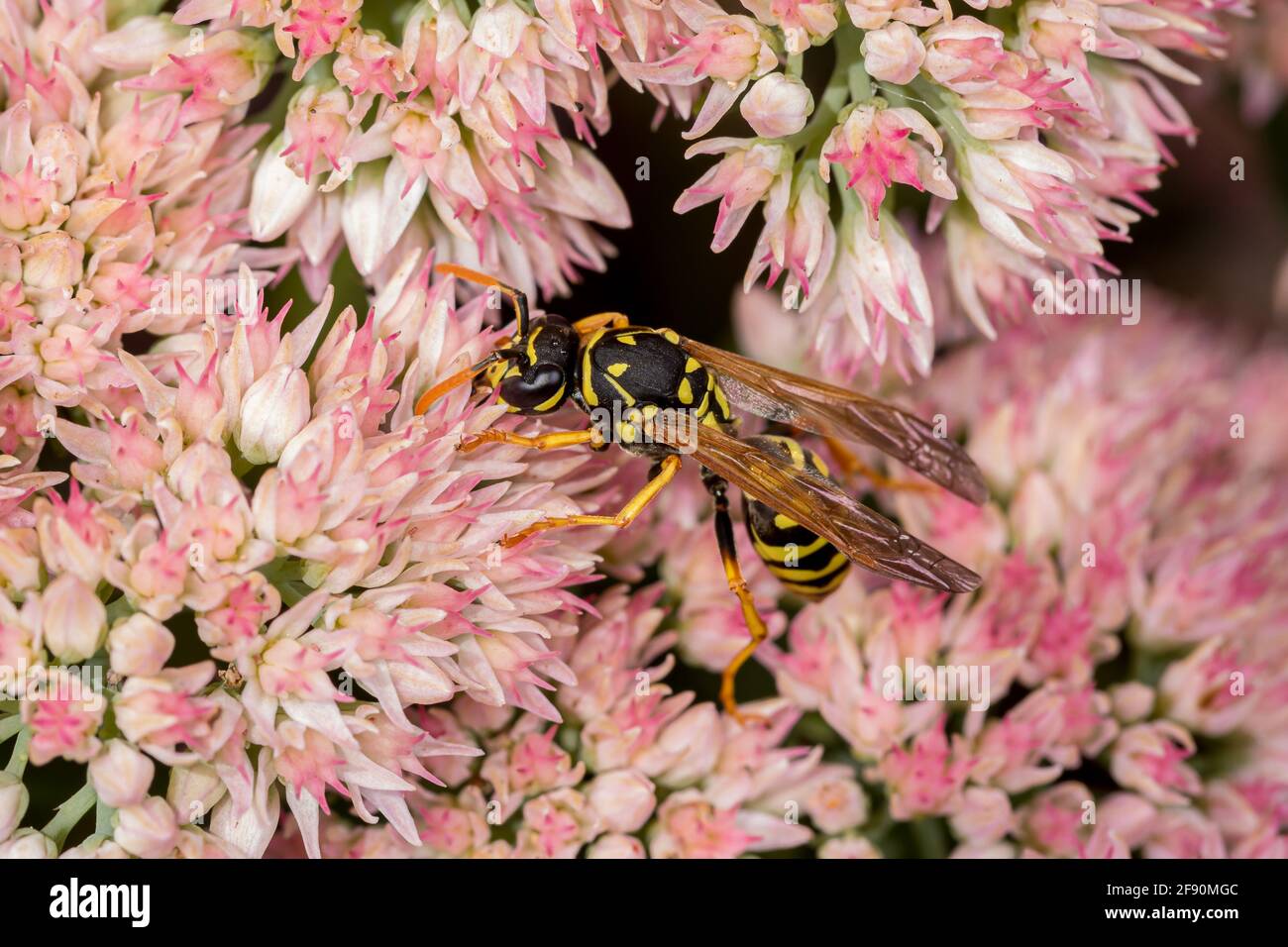 Closeup of European Paper Wasp feeding on nectar from Sedum plant ...