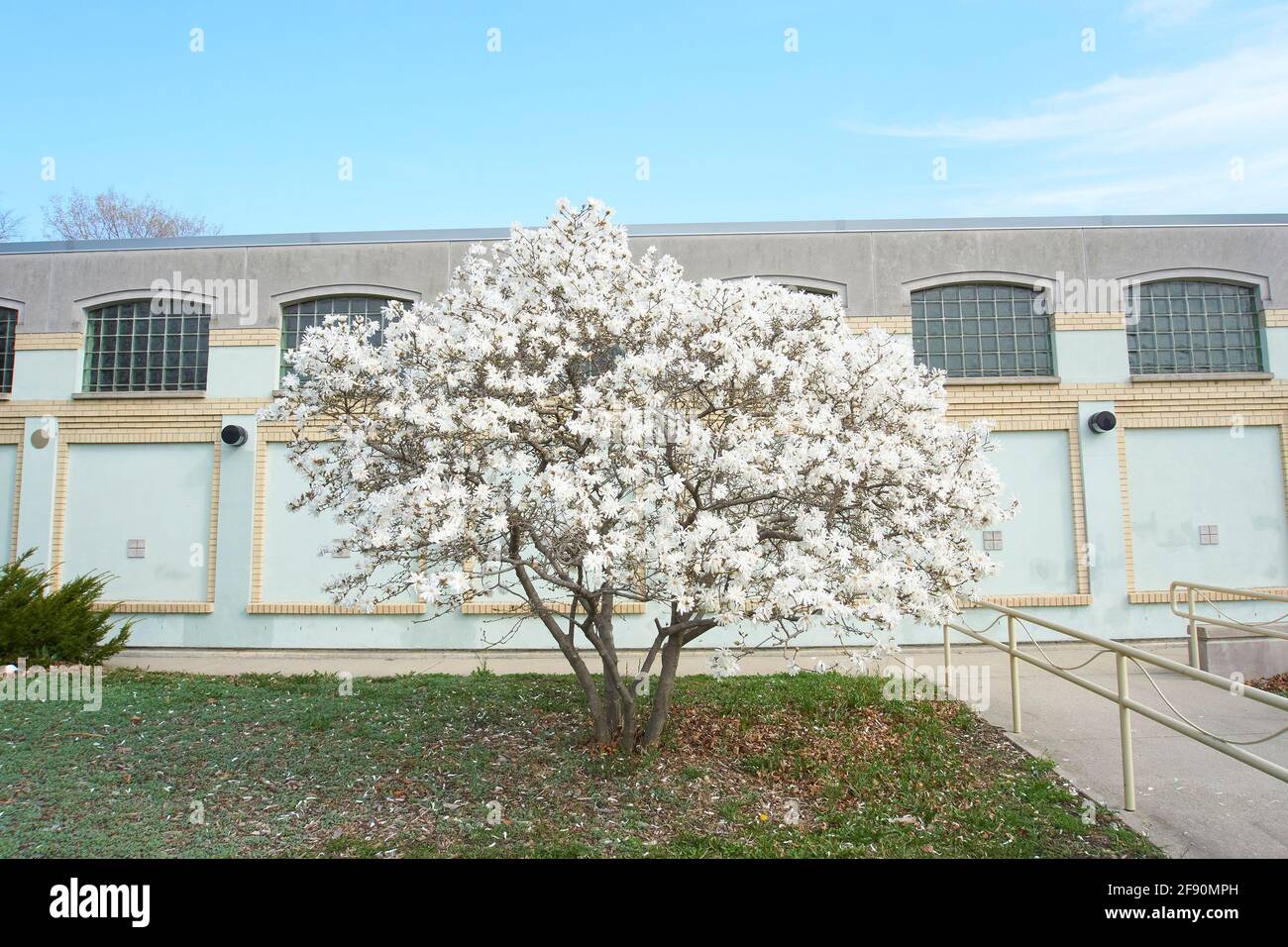 Spring blooms on tree in Kosciuszko Park, Milwaukee Wisconsin Stock ...