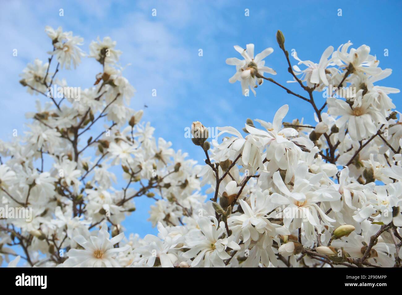 Spring blooms hi-res stock photography and images - Alamy