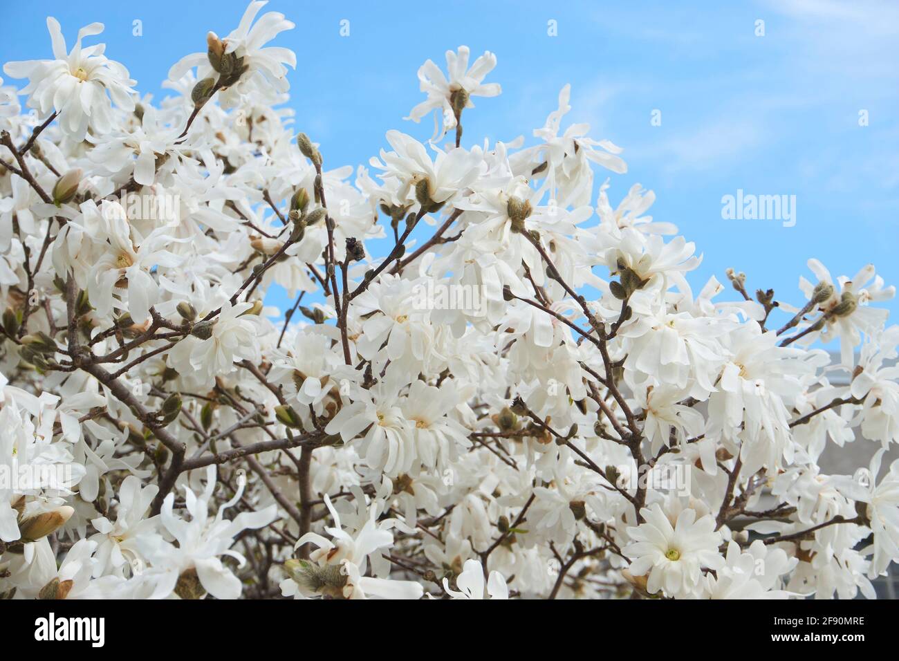 Spring blooms on tree in Kosciuszko Park, Milwaukee Wisconsin Stock ...
