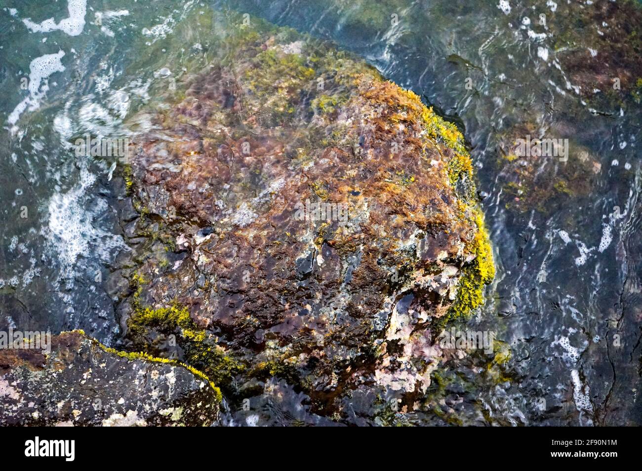 Green water algae usa hi-res stock photography and images - Alamy