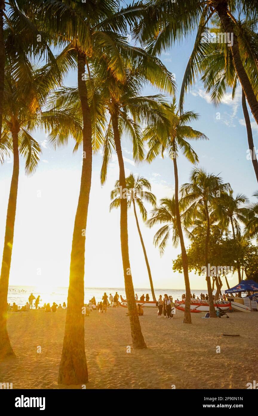 Palm trees on the beach at sunset, Waikiki Beach, Honolulu, Oahu ...