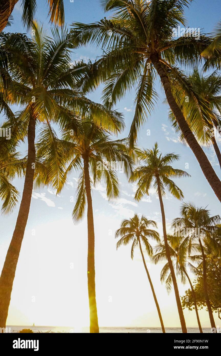 Palm trees on the beach at sunset, Waikiki Beach, Honolulu, Oahu ...