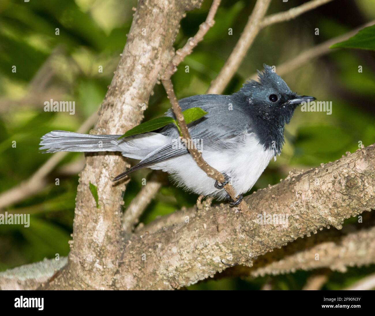 Australia australian bird birds hi-res stock photography and images - Alamy