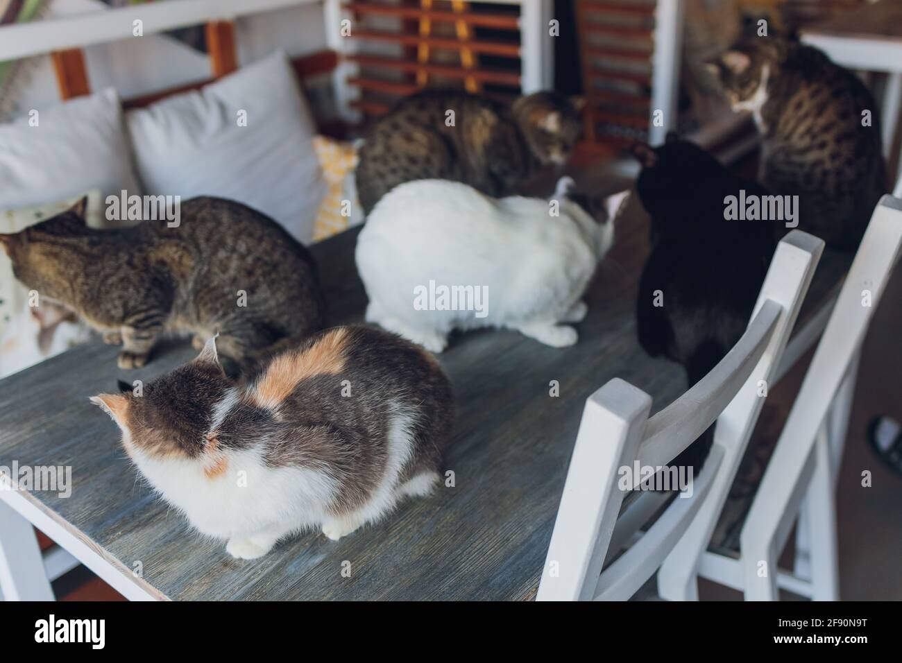 many cats are sitting on a table in the house of an elderly woman Stock ...