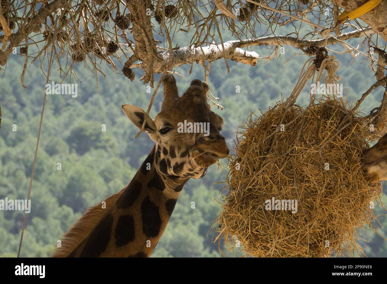 giraffe eating from a tree looking at the camera. animals Stock Photo ...