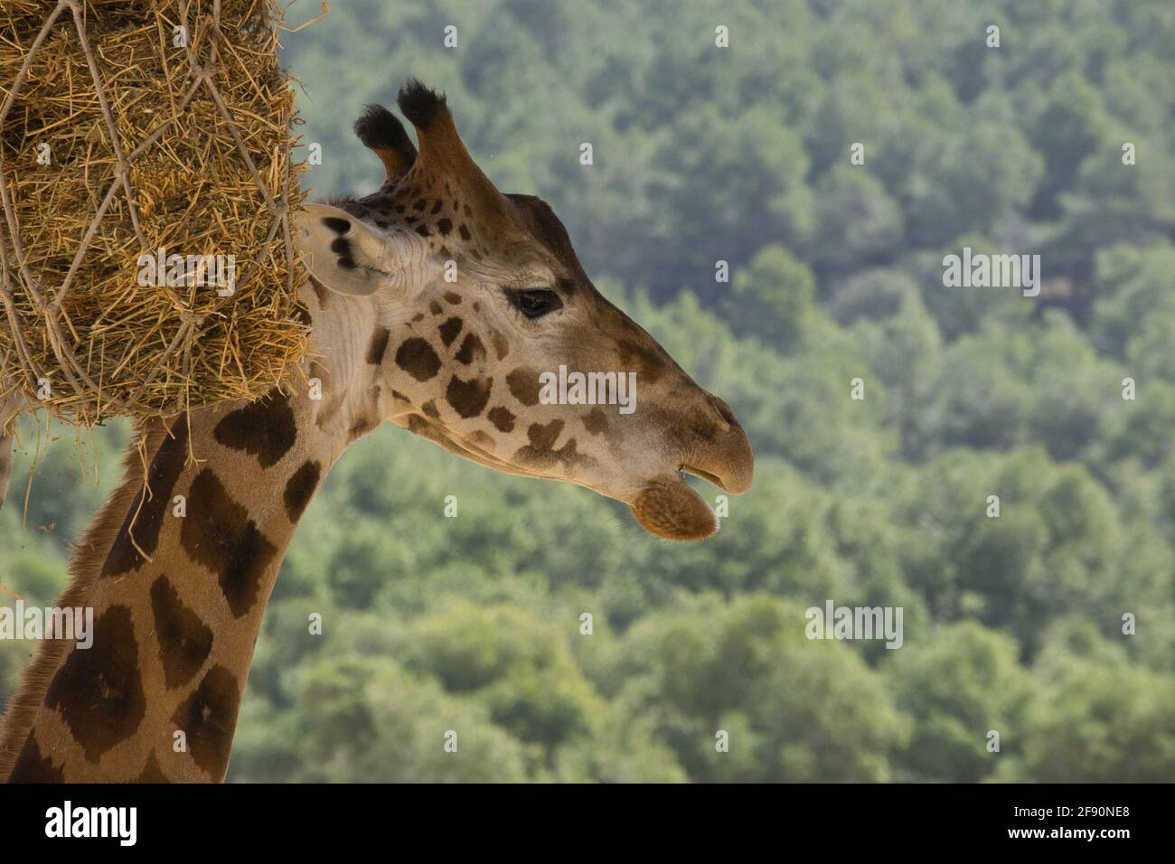 giraffe eating from a tree. animals Stock Photo - Alamy