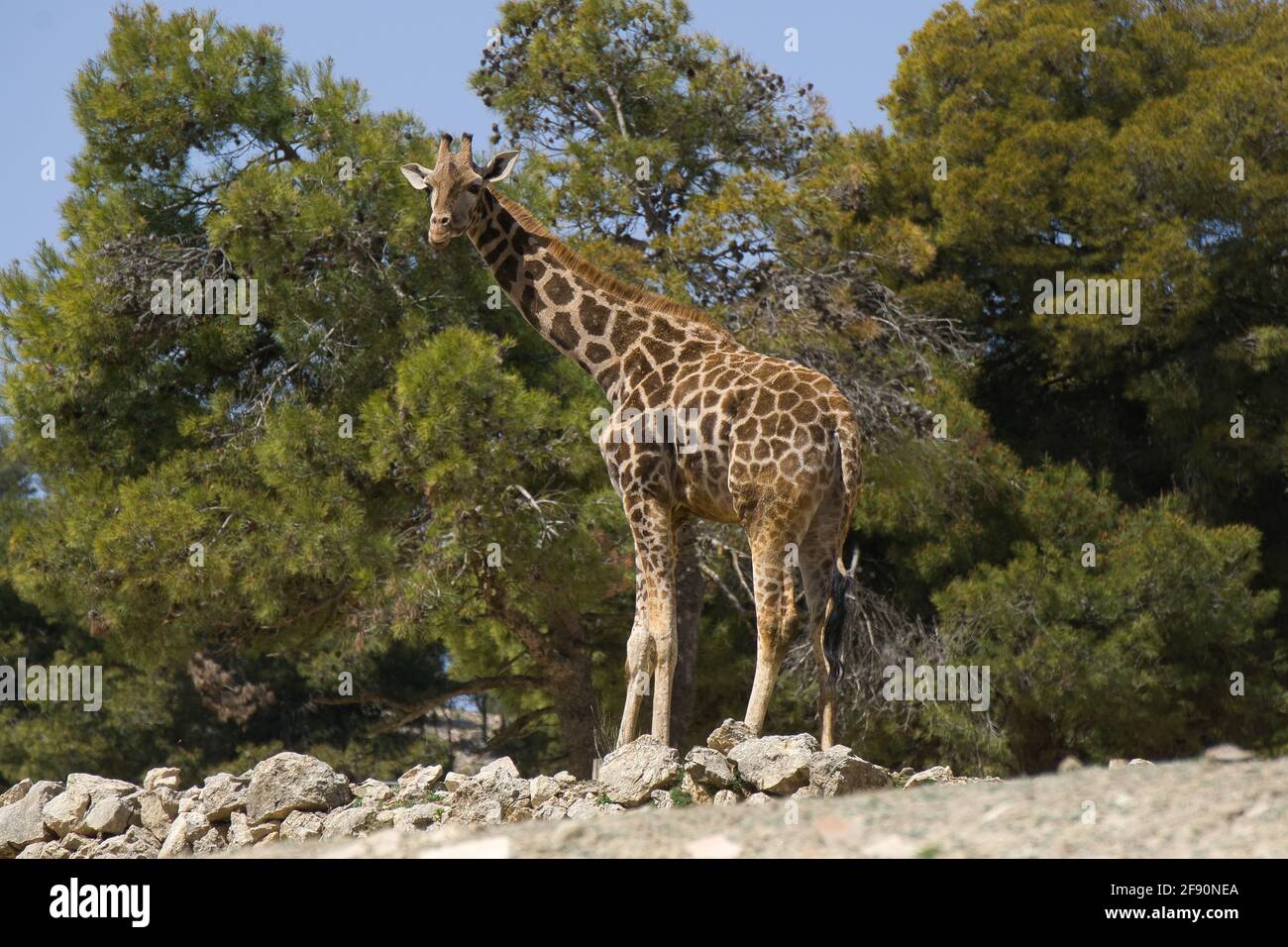 Single giraffe standing in field hi-res stock photography and images ...