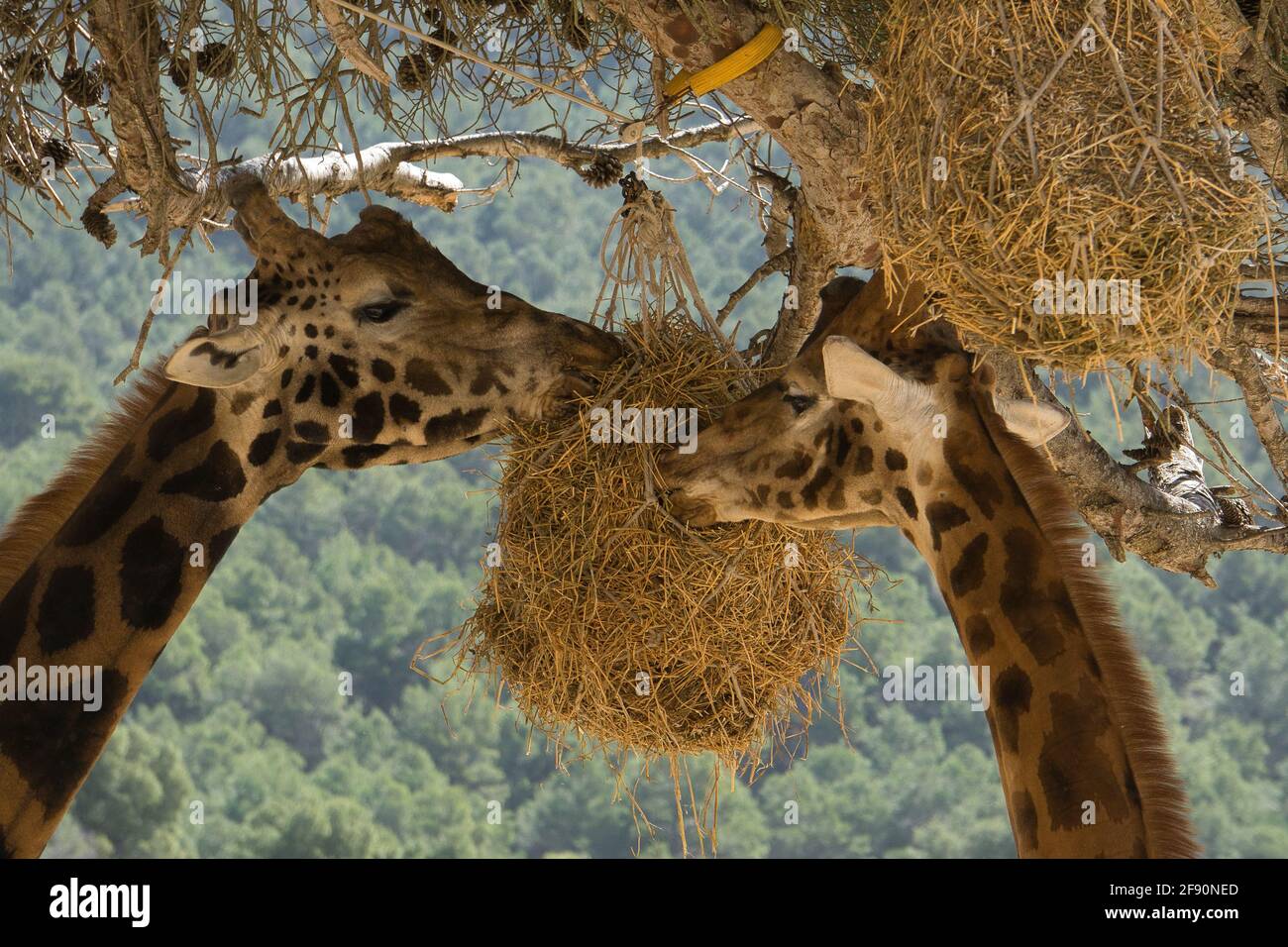 Tall slim tree hi-res stock photography and images - Alamy