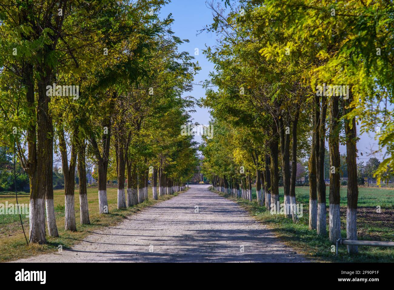 Beautiful view of a pathway surrounded by beautiful trees in a park ...