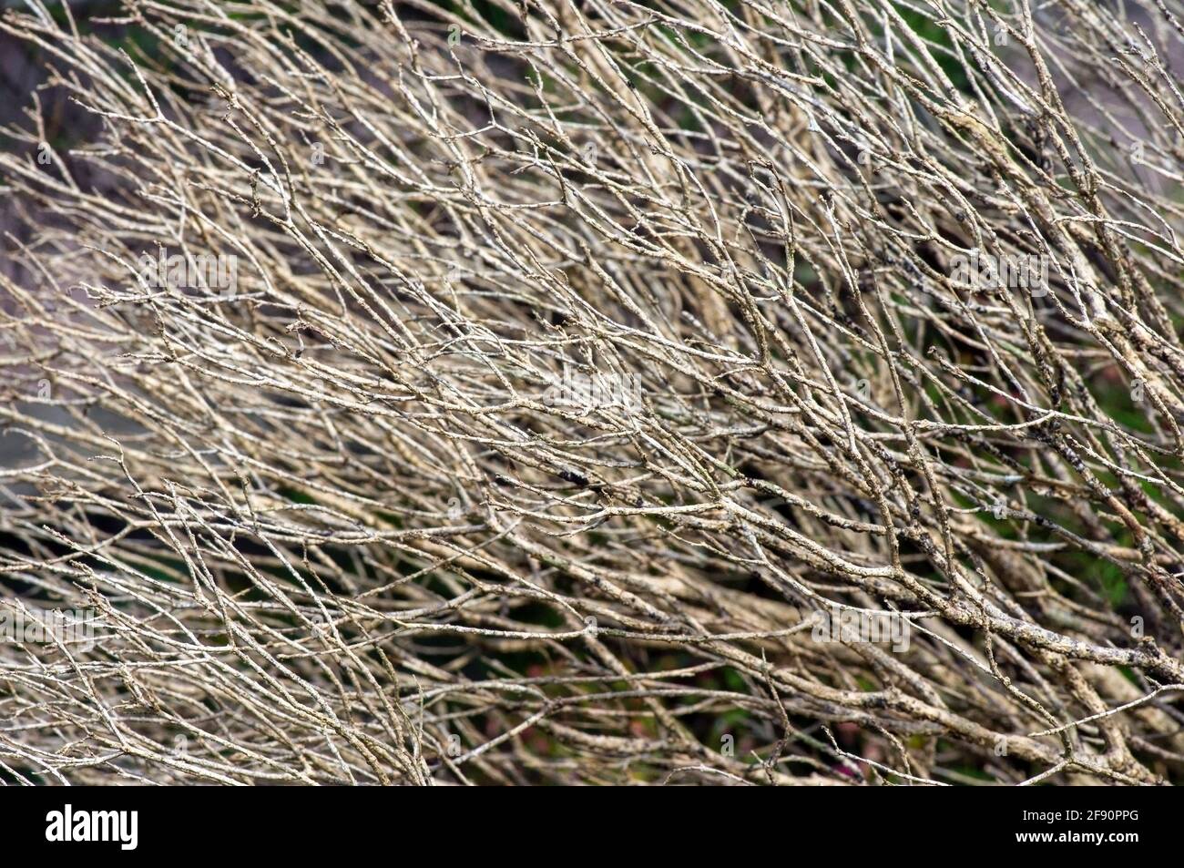 Dry ornamental plant twigs in shallow focus for background or wallpaper ...