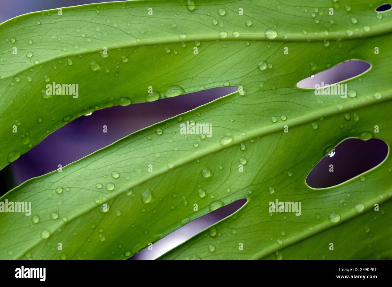 Green Swiss Cheese Plant leaf with water splash, known as Tarovine ...