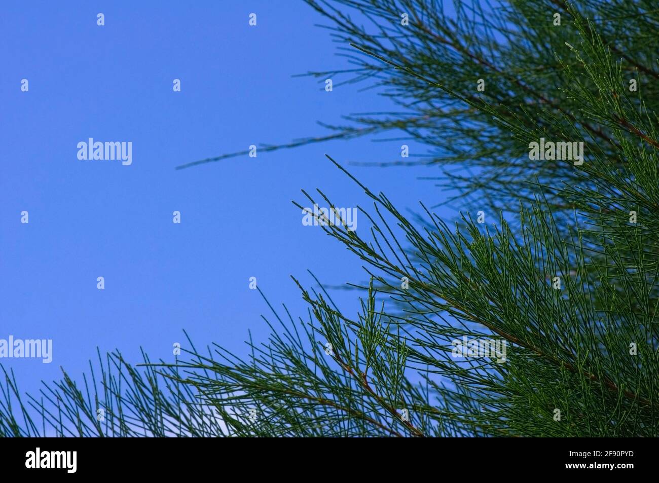 Pinus merkusii leaves, Merkus pine or Sumatran pine, with blue sky ...