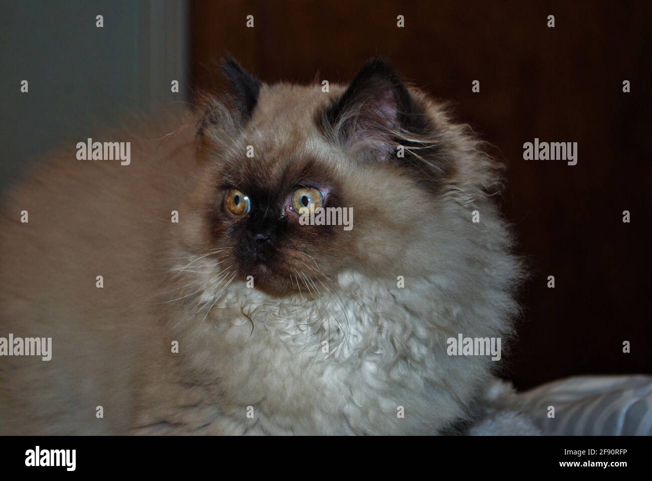 itty bitty Himalayan kitten looking nervously into the distance Stock ...