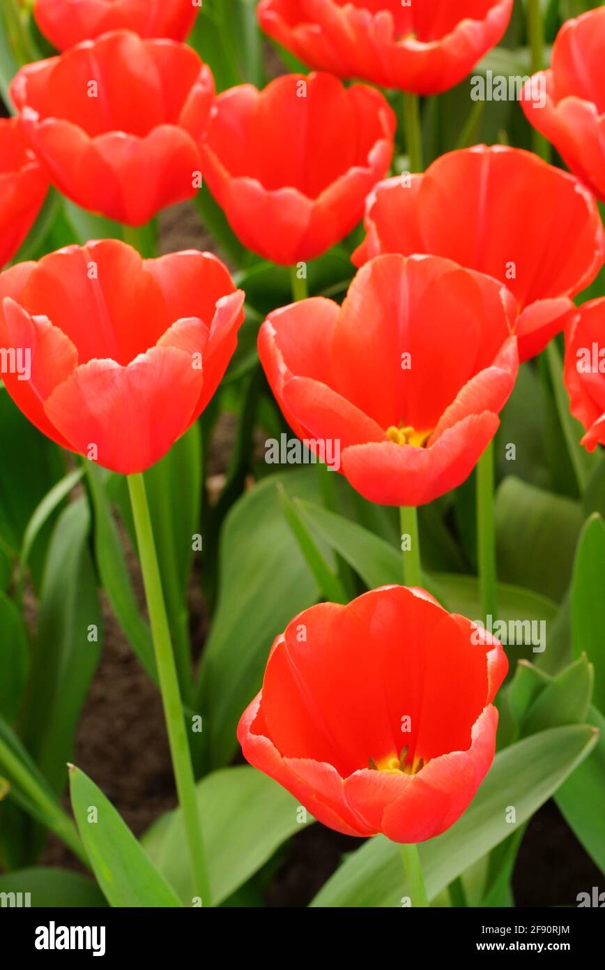 Many red tulips hi-res stock photography and images - Alamy