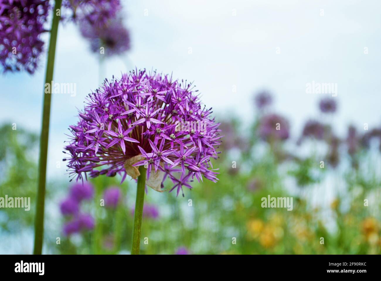 Lucy ball flower hi-res stock photography and images - Alamy