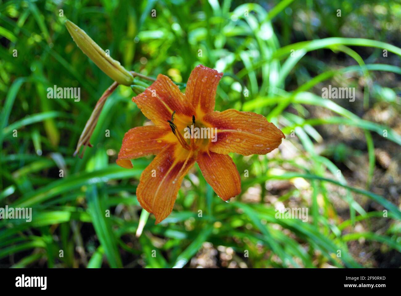 All season flower plants hi-res stock photography and images - Alamy