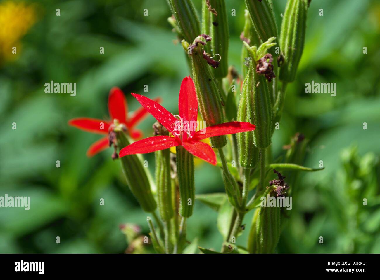 Dotted leopard hi-res stock photography and images - Alamy