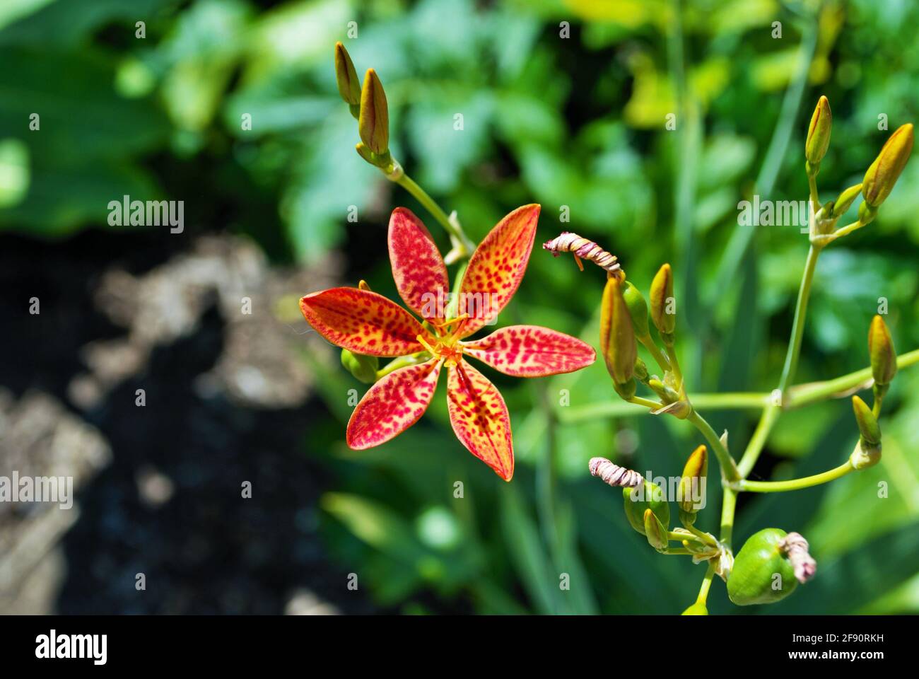 Small dotted leopard lily flower growing in spring Stock Photo - Alamy