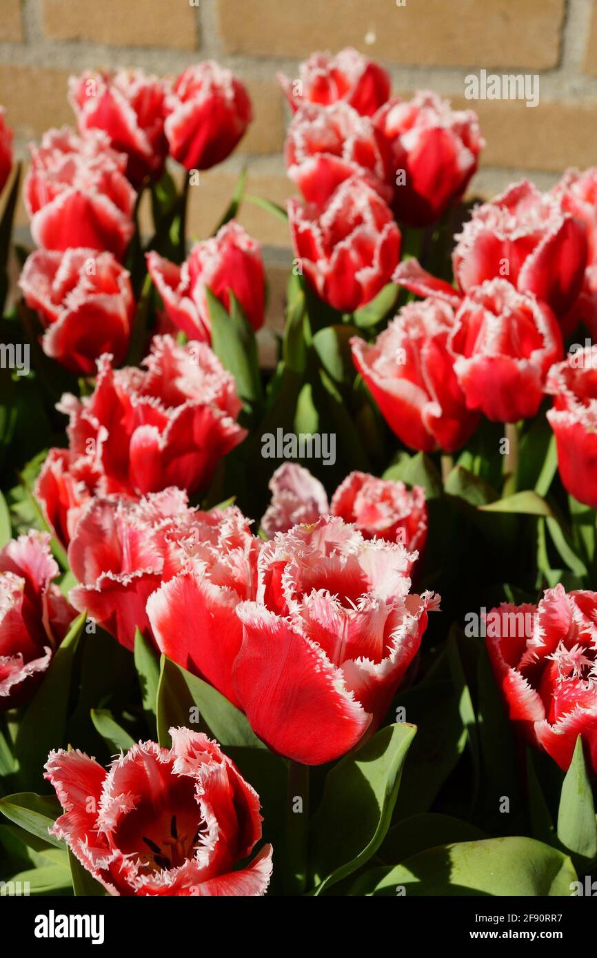 Red tulips in the spring Stock Photo - Alamy