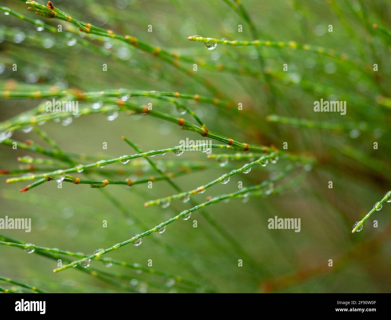 Casuarina tree hi-res stock photography and images - Alamy