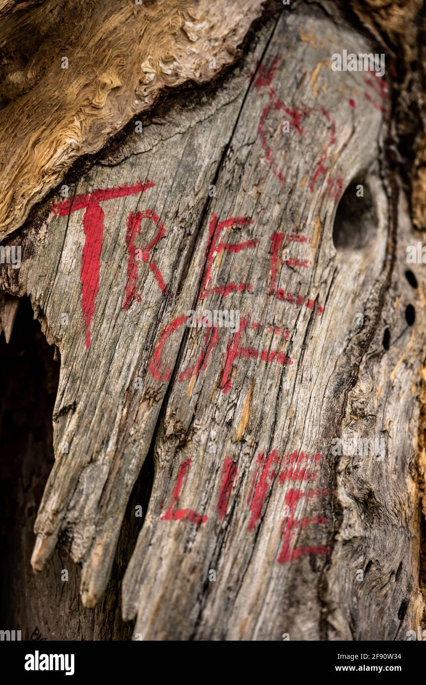 Tree Of Life Graffiti Close Up Stock Photo - Alamy