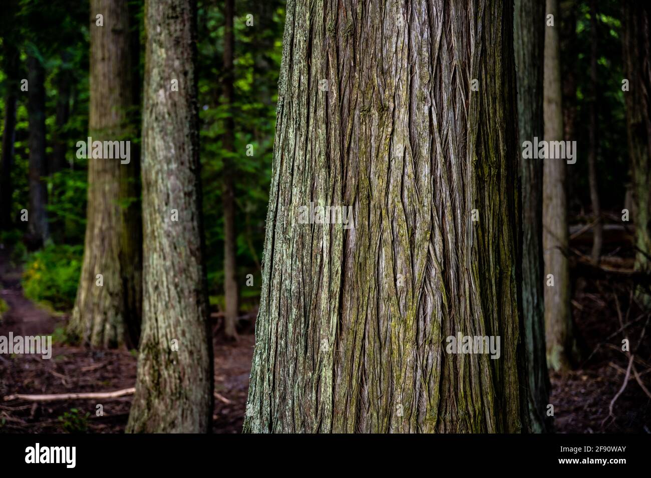 Veins of Tree Bark in Montana Forest in Glacier National Park Stock ...