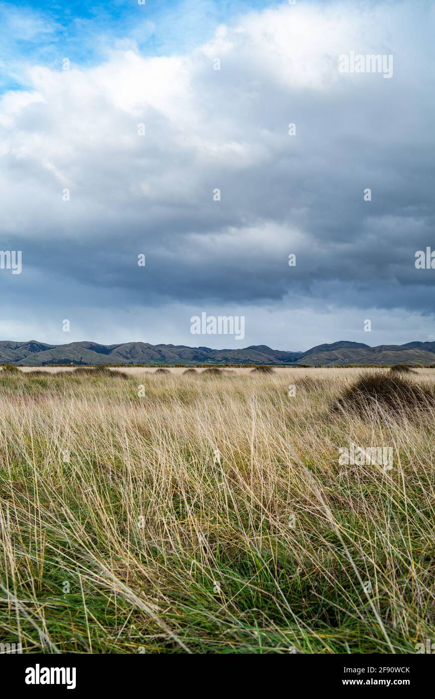 Vertical shot of tall grasses in the field under a cloudy sky Stock ...