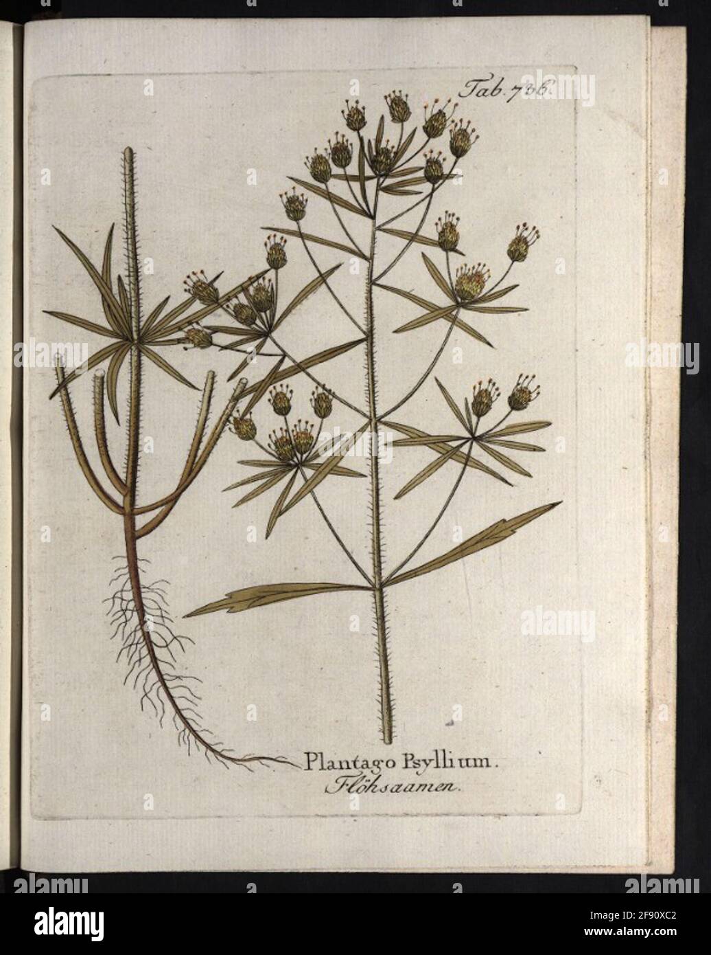 Illustrations of all medical-economic-technical plants, Volume 8 ...