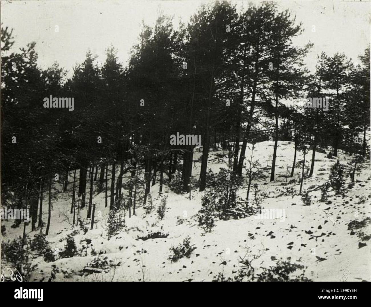 On the wooded top at Orlowka Stock Photo - Alamy