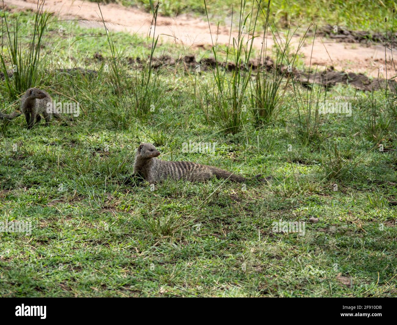 African banded mongoose hi-res stock photography and images - Alamy