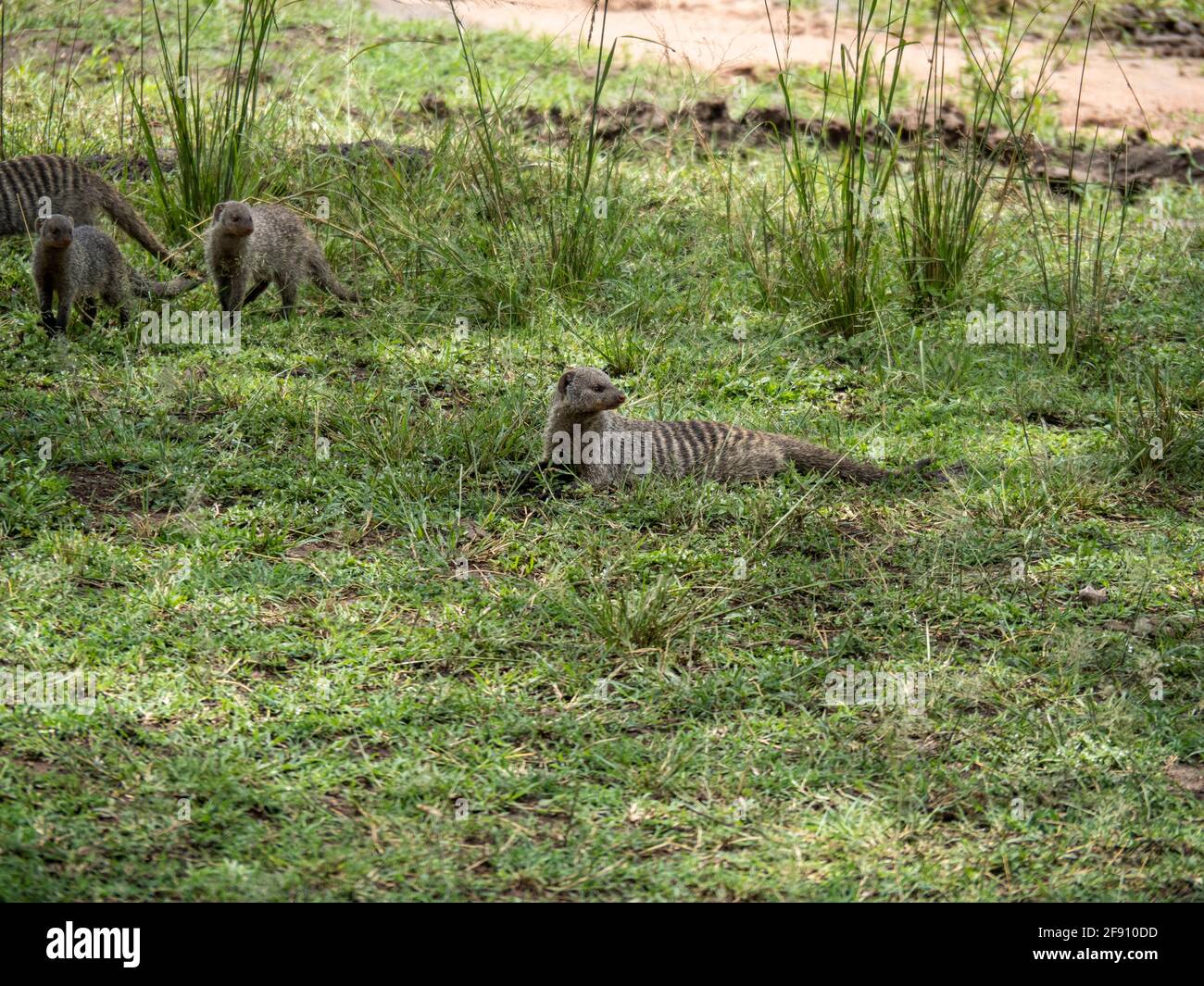 African banded mongoose hi-res stock photography and images - Alamy