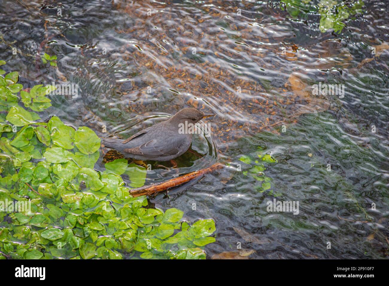Water ouzel hi-res stock photography and images - Alamy