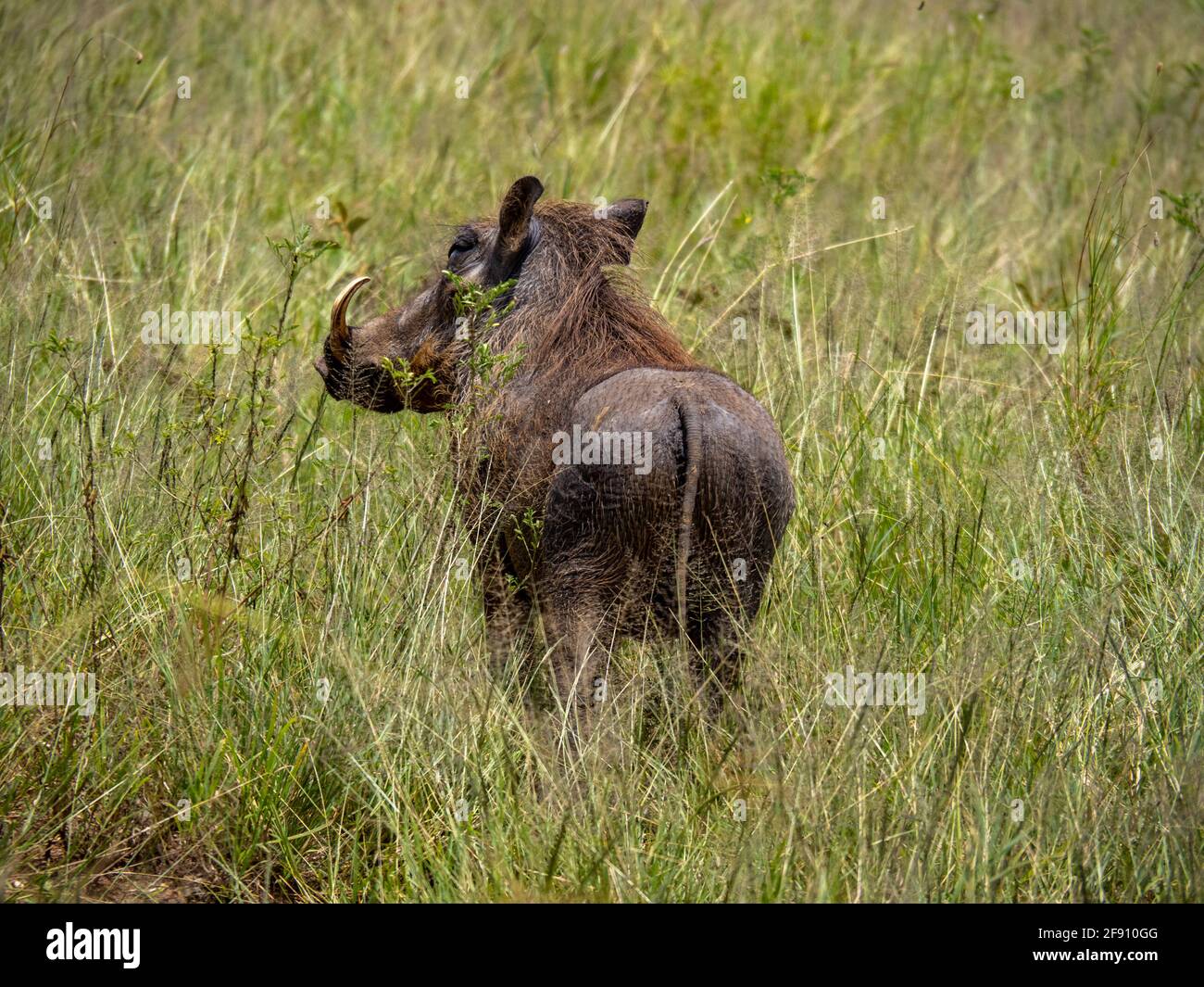 Serengeti National Park, Tanzania, Africa - February 29, 2020: Small ...