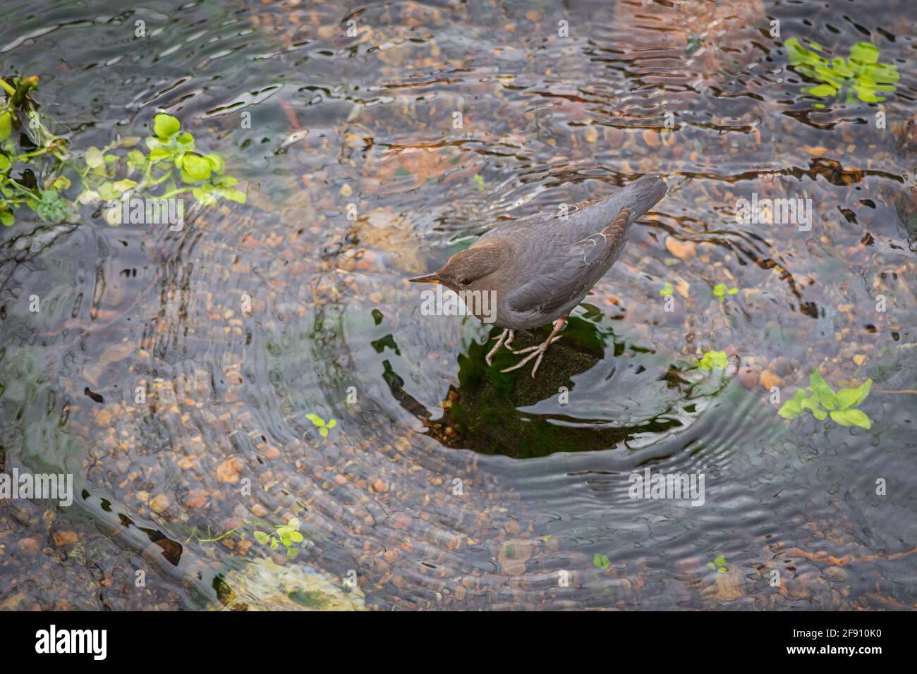 Water ouzel hi-res stock photography and images - Alamy