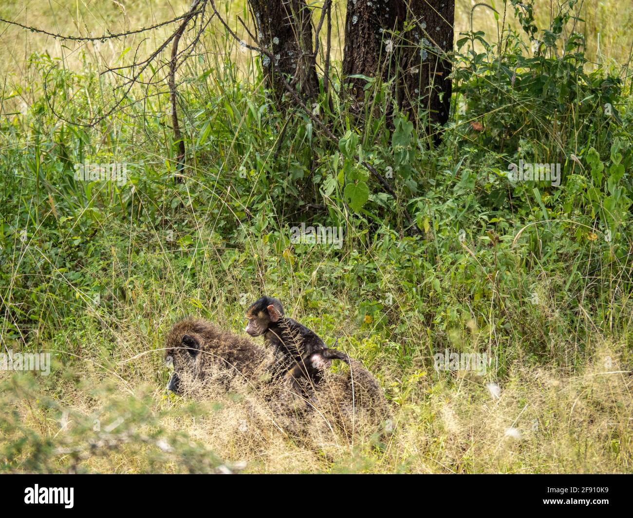 Serengeti National Park, Tanzania, Africa - February 29, 2020: Baby ...