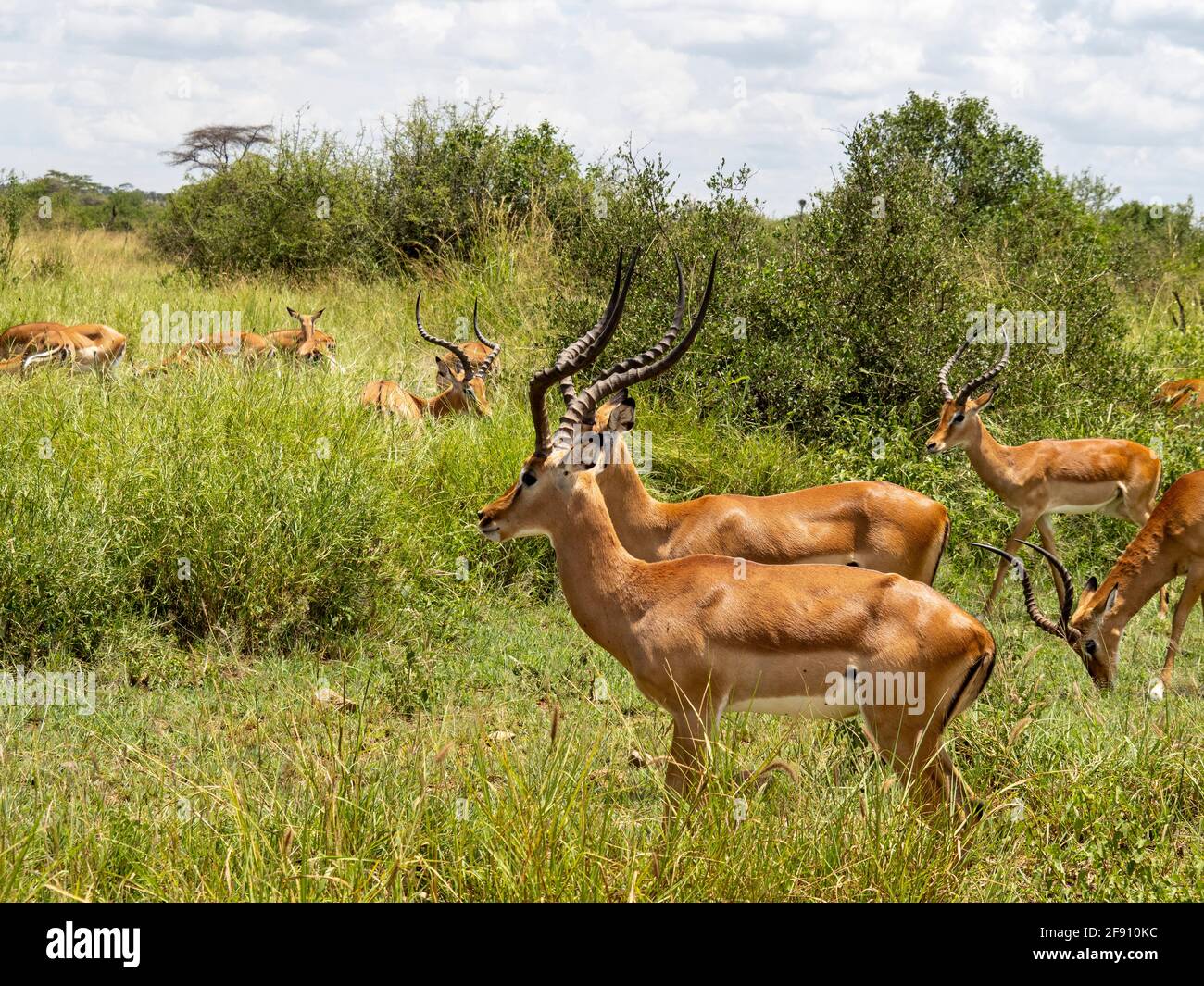 Serengeti National Park, Tanzania, Africa - February 29, 2020: Impalas ...