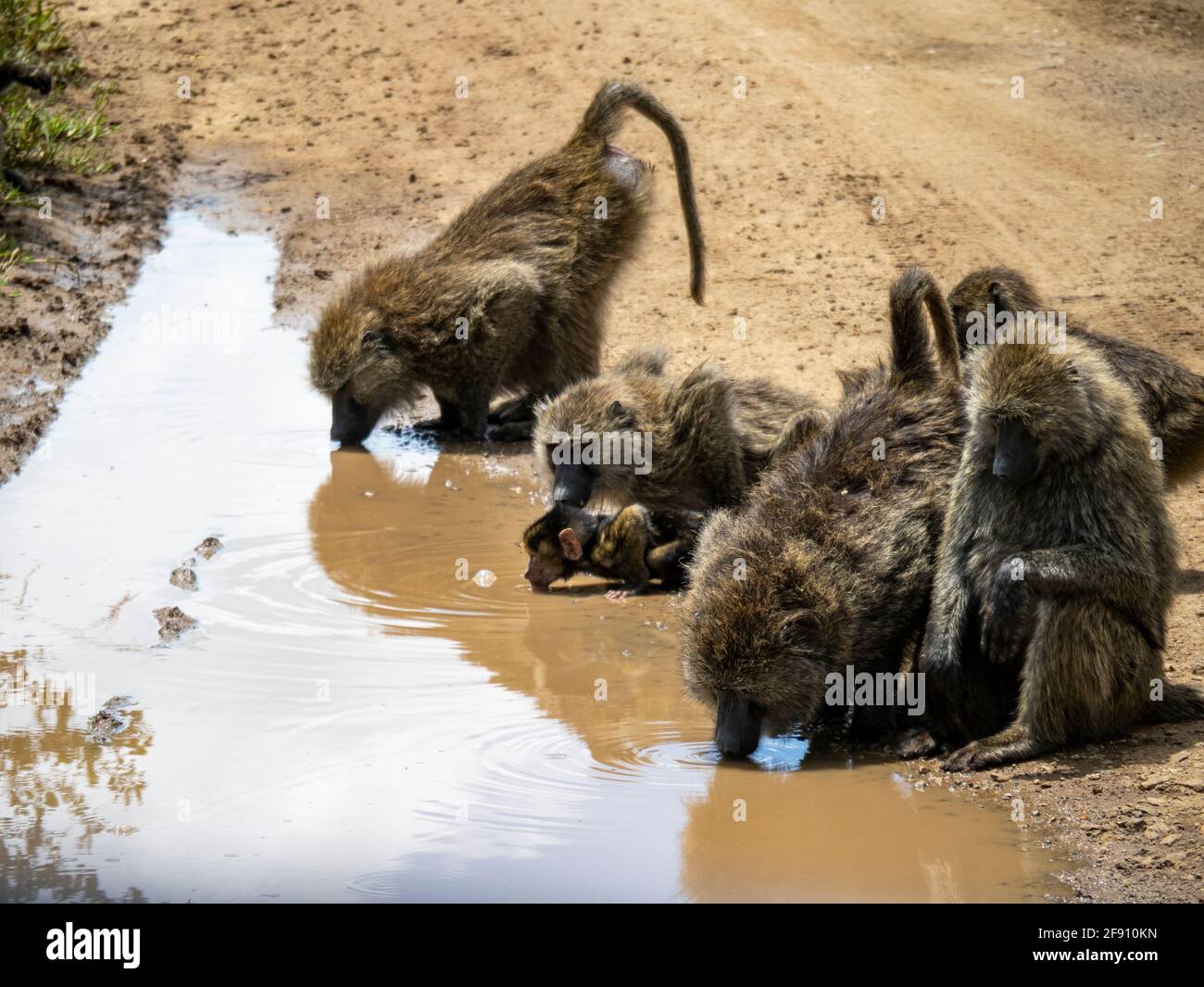 Mother and baby yellow baboon hi-res stock photography and images - Alamy