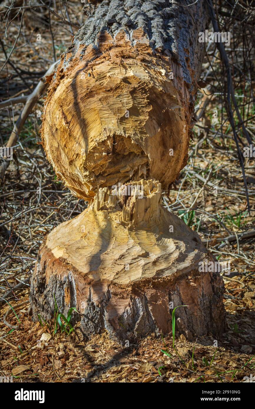 Accuminata hi-res stock photography and images - Alamy