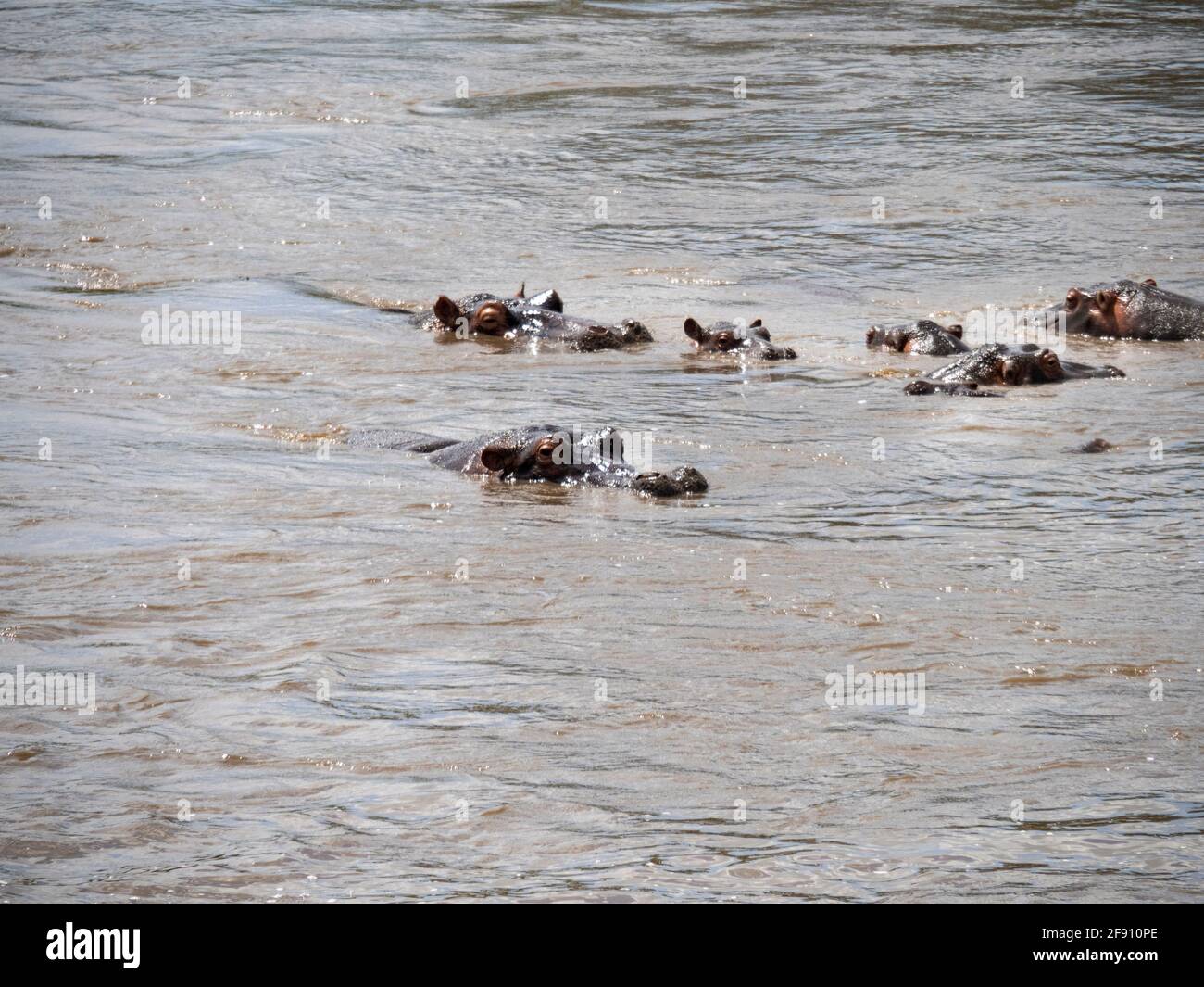 Head poking above water hi-res stock photography and images - Alamy