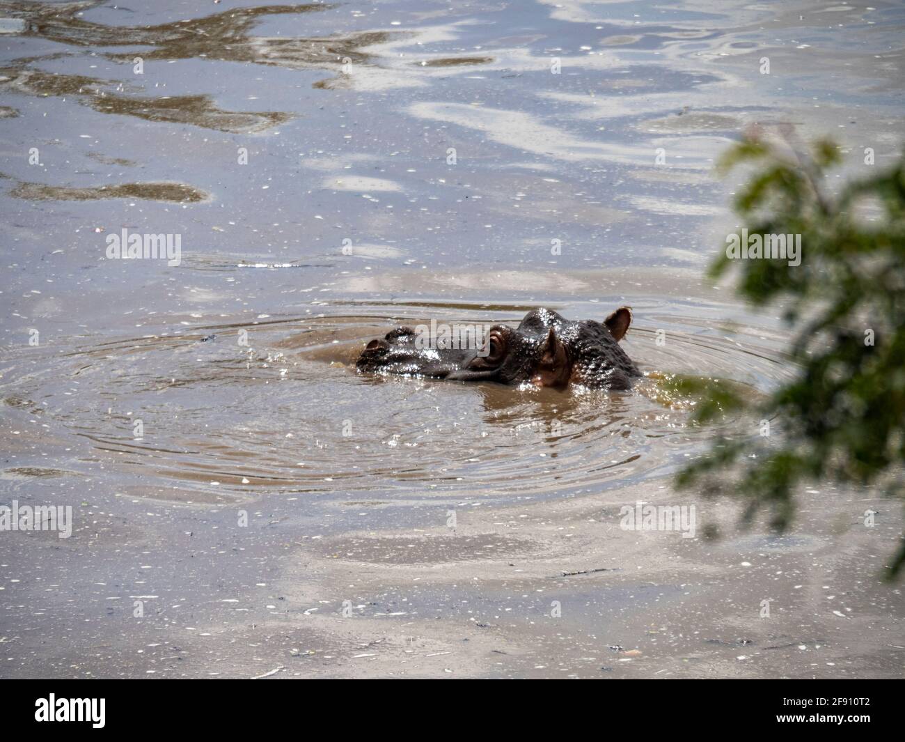 Pond yawn african animal hi-res stock photography and images - Alamy