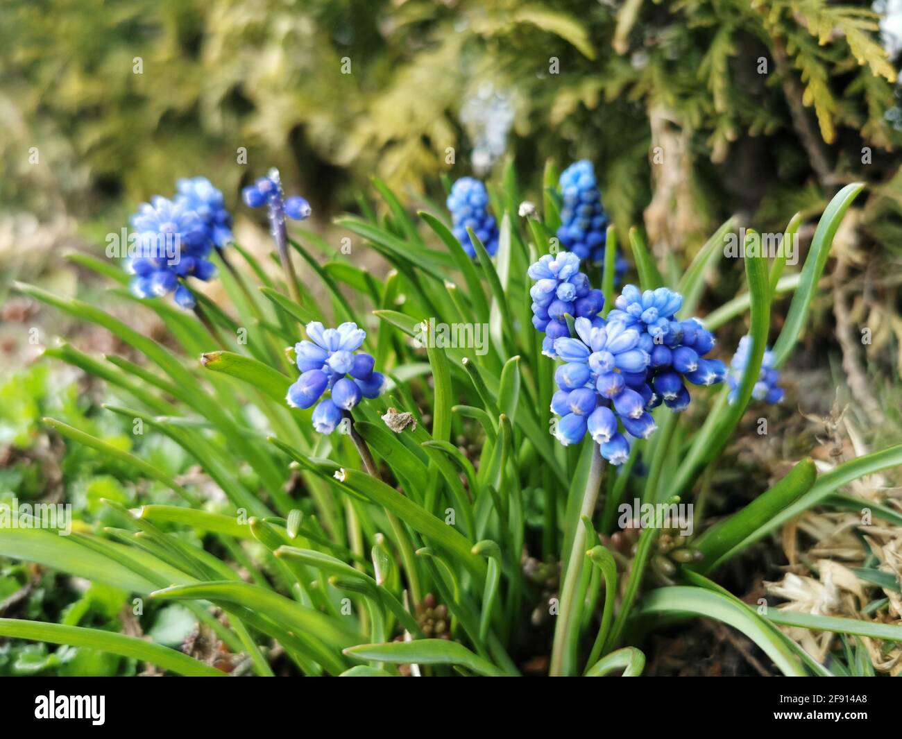 Group of beautiful blue flowers blossoming in a thicket with tall green ...