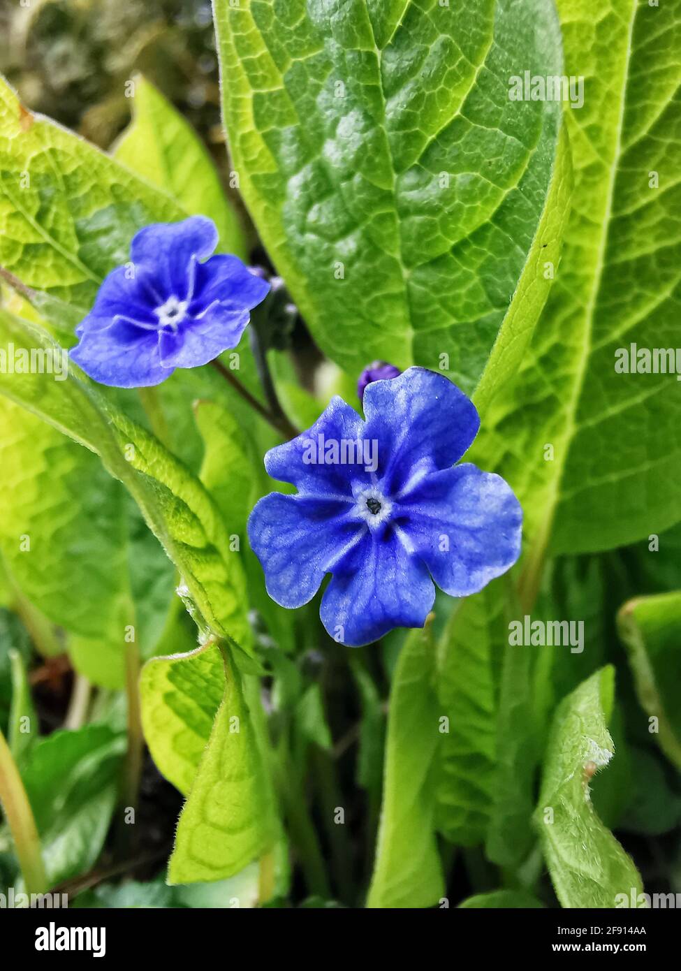 Vertical closeup of gorgeous blue flowers in a thicket with green ...