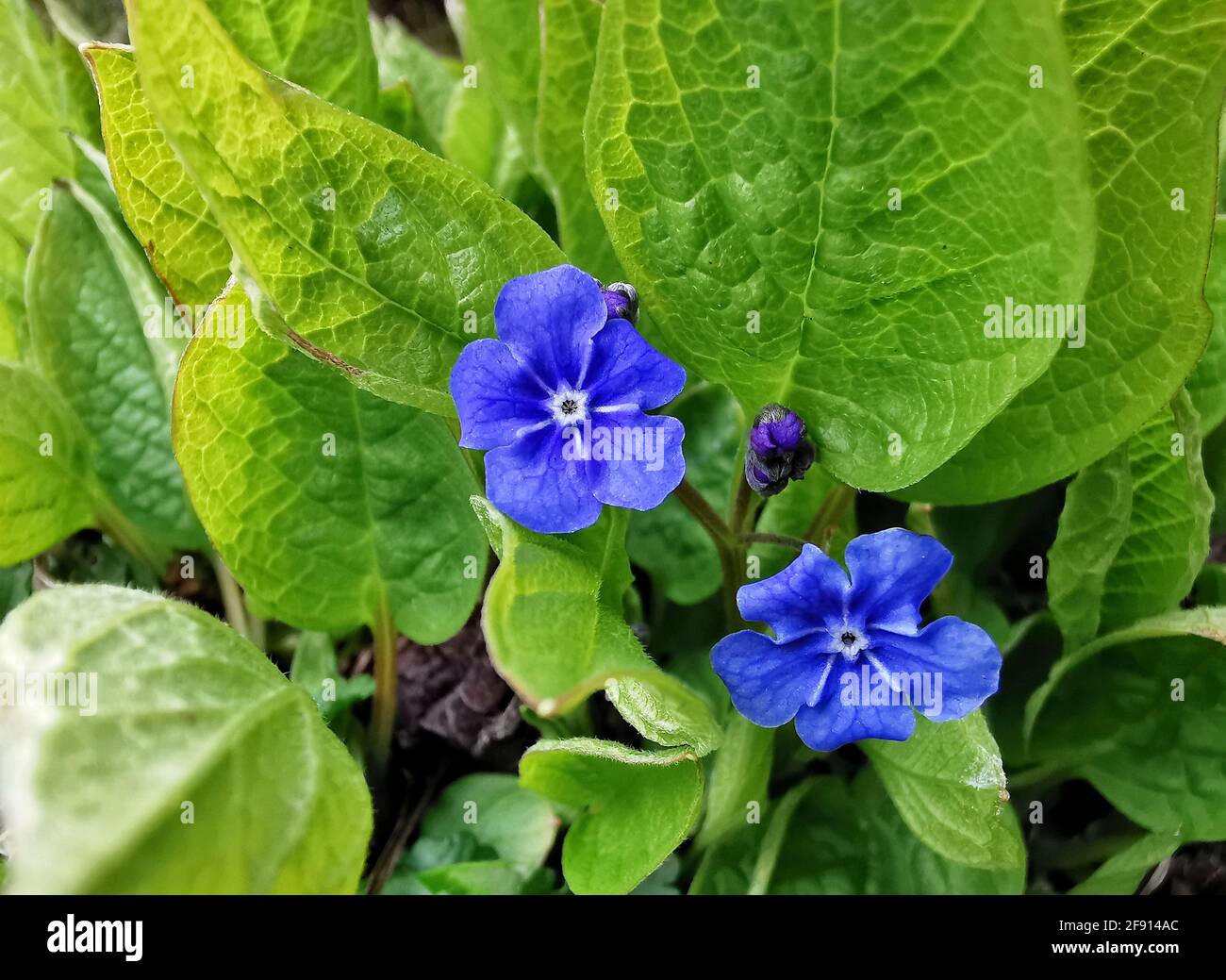 Pair of vibrant blue flowers with beautiful green leaves surrounding ...