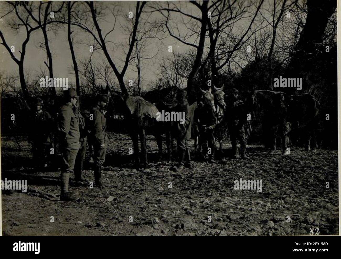 Treatment of Maroder horses Stock Photo - Alamy