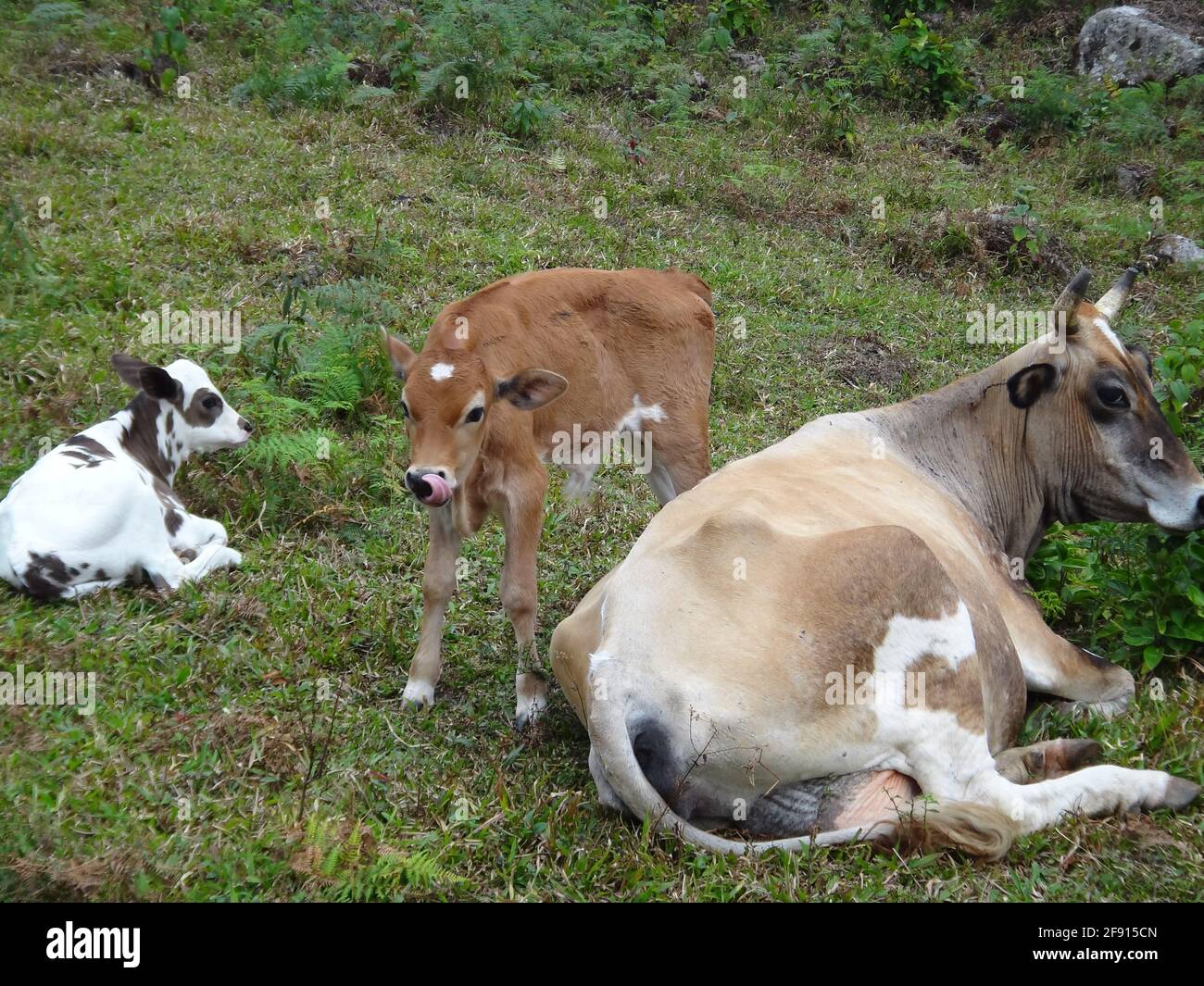 Closeup of a cow grazing with calves in the meadow Stock Photo - Alamy