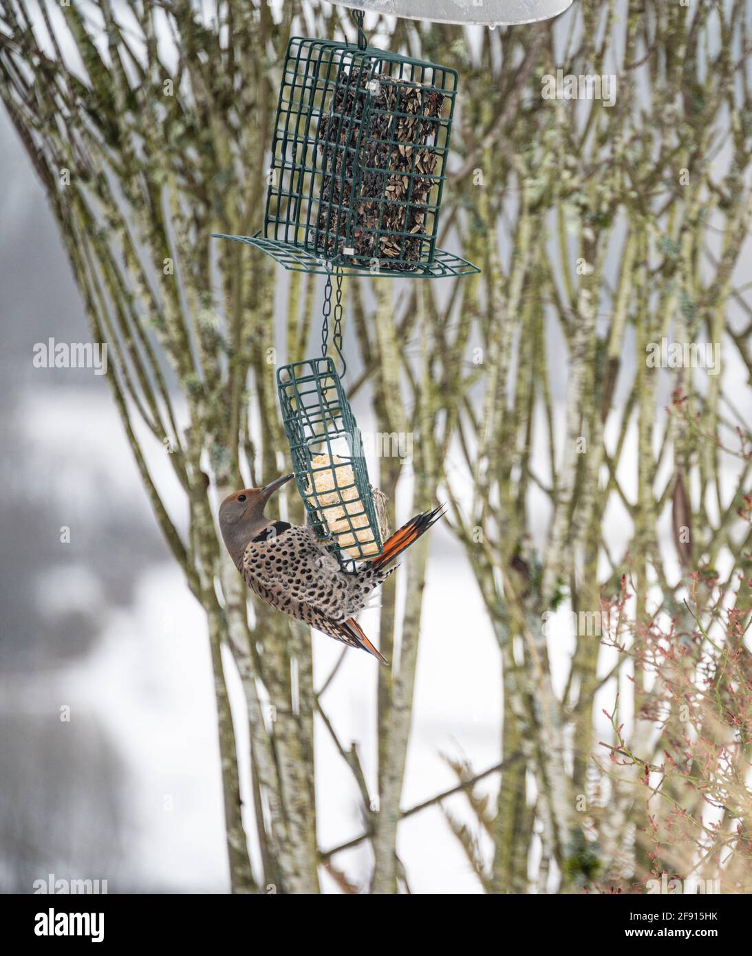 Northern flicker bird hi-res stock photography and images - Alamy