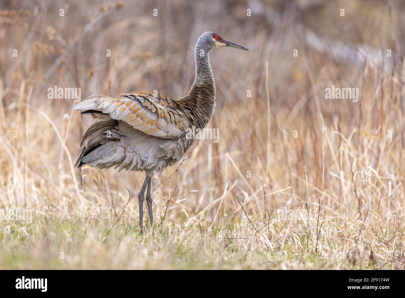 Sandhill crane in northern Wisconsin Stock Photo - Alamy